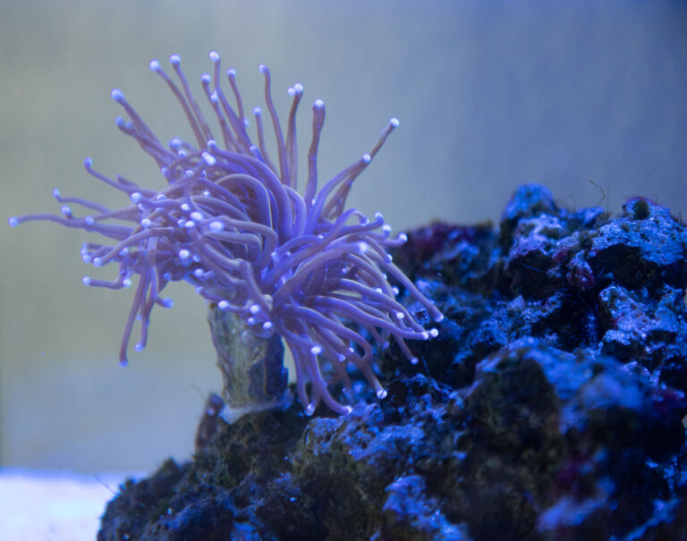 Spec-Tanks - dedicated to the nano aquarist